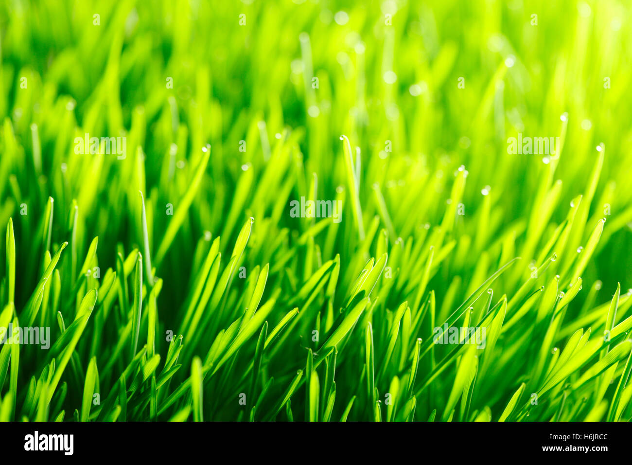 Beautiful natural background with fresh spring grass Stock Photo - Alamy