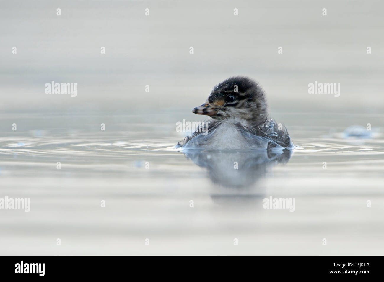 Grebe babies hi-res stock photography and images - Alamy