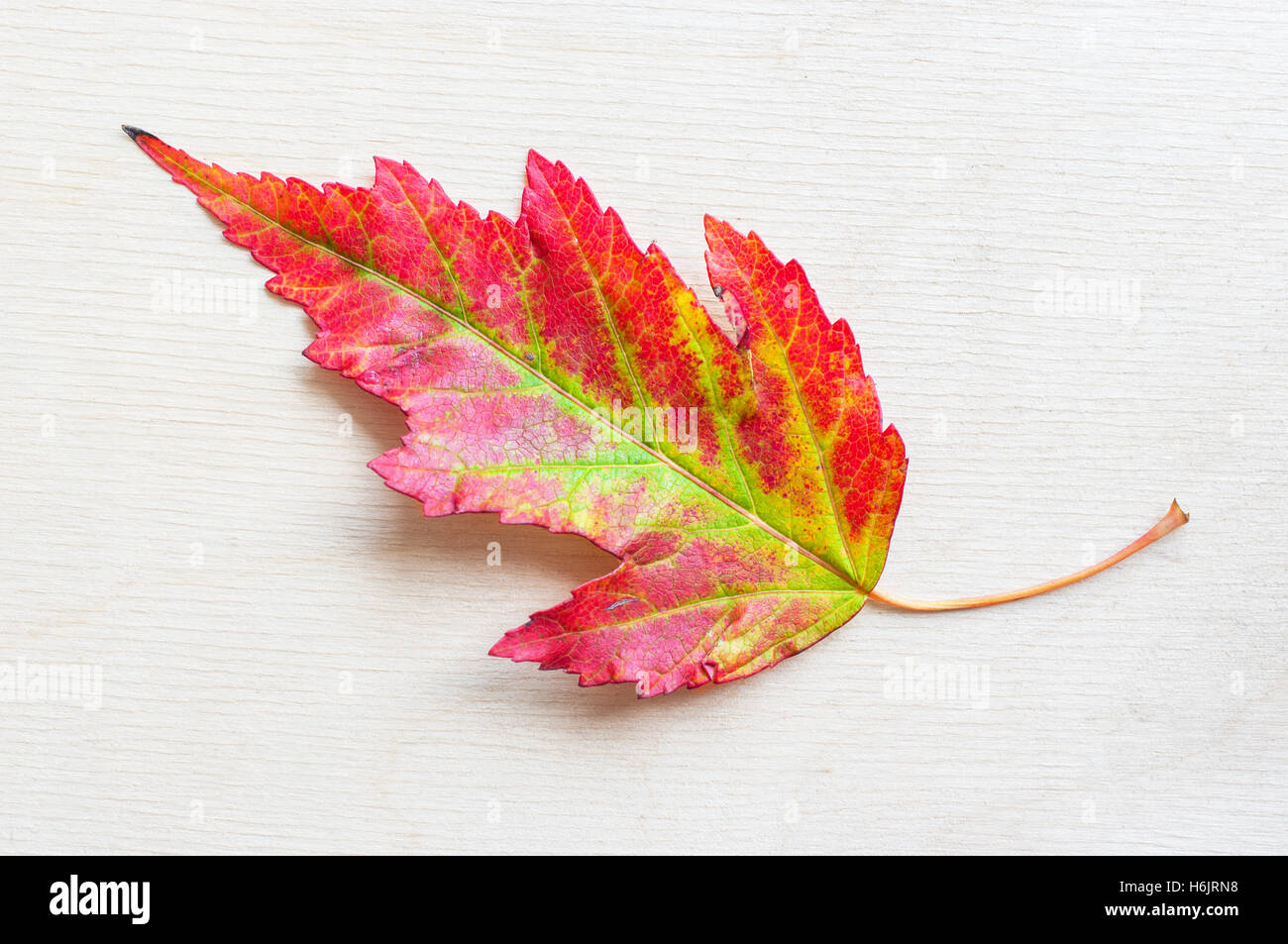 Season fall background leaf hi-res stock photography and images - Alamy