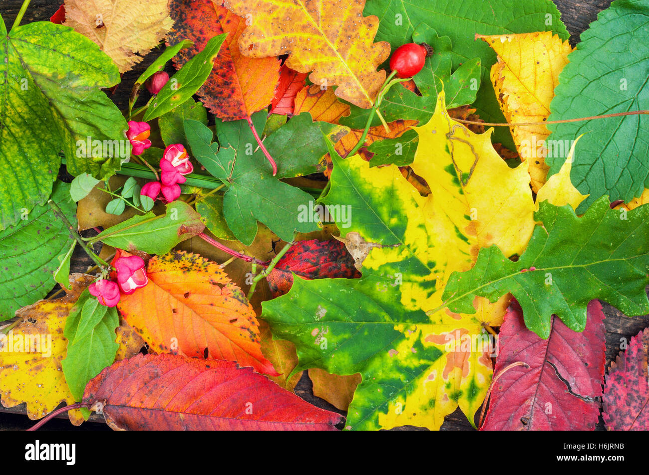 Season colorful hi-res stock photography and images - Alamy