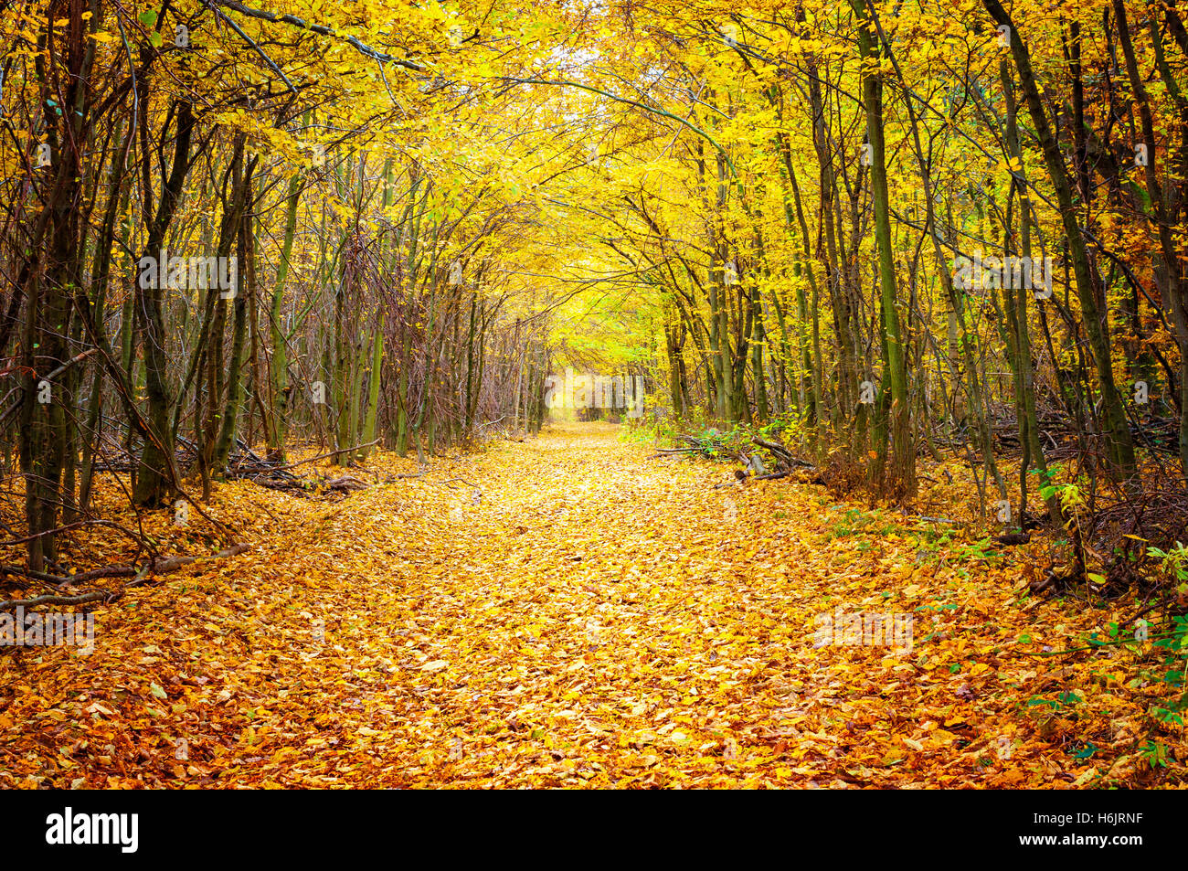 Fall tree path landscape hi-res stock photography and images - Alamy