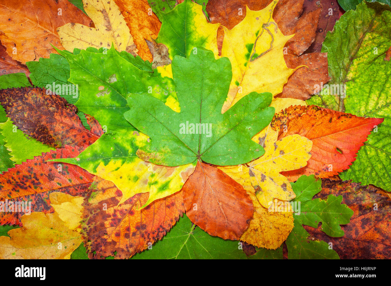 Fall season nature leaves hi-res stock photography and images - Alamy
