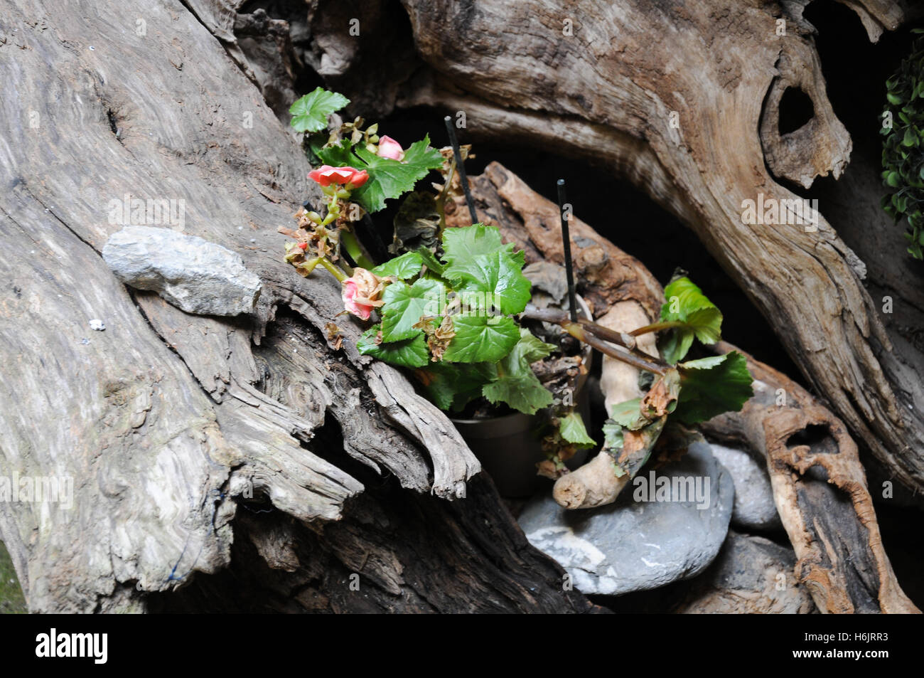 Wooden log hi-res stock photography and images - Alamy
