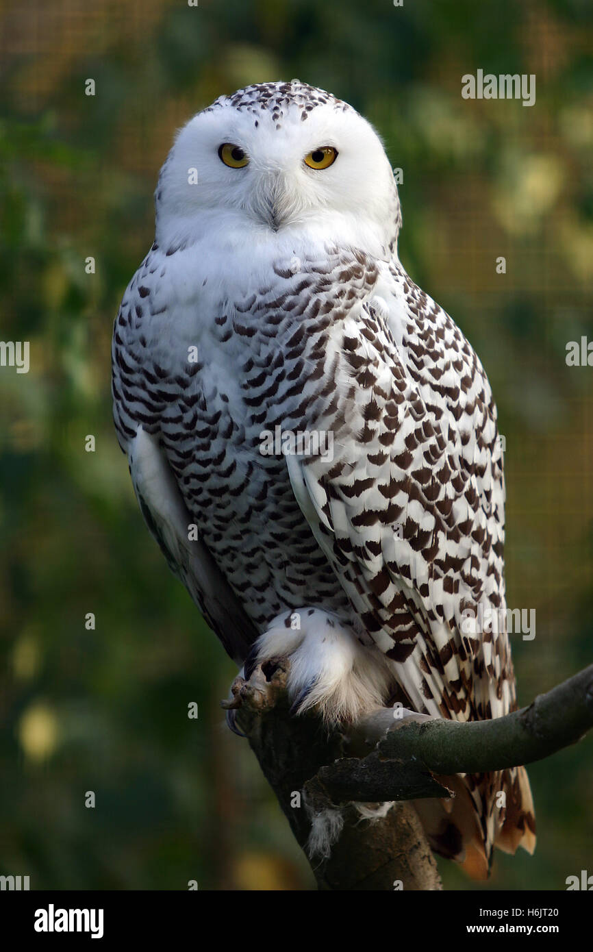 Barn owls snow hi-res stock photography and images - Alamy