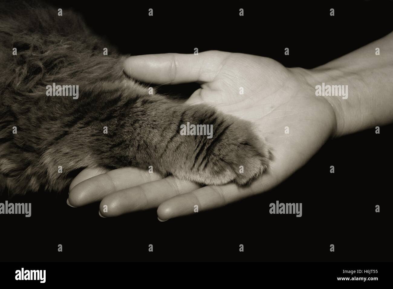 Touch animals hi-res stock photography and images - Alamy