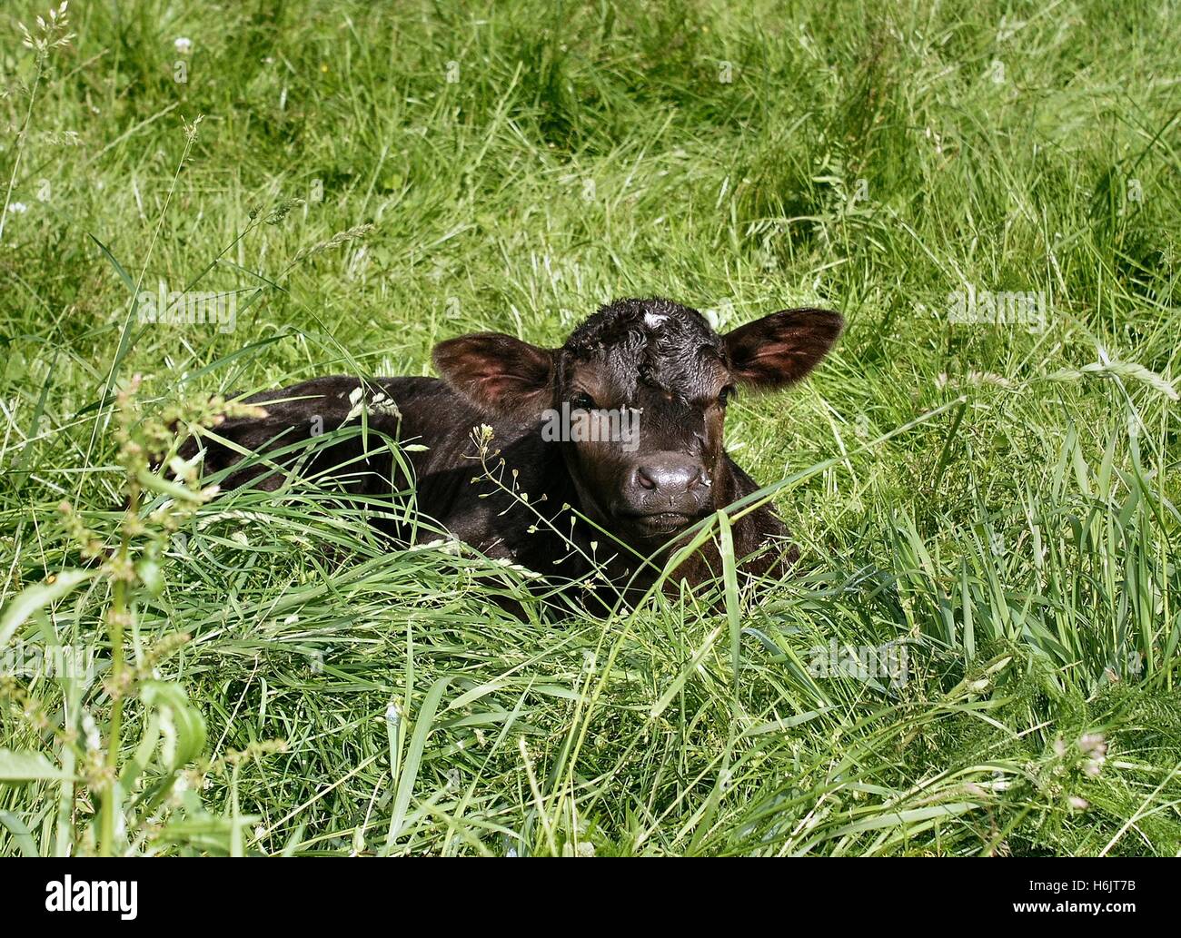 hidden in green grass Stock Photo - Alamy