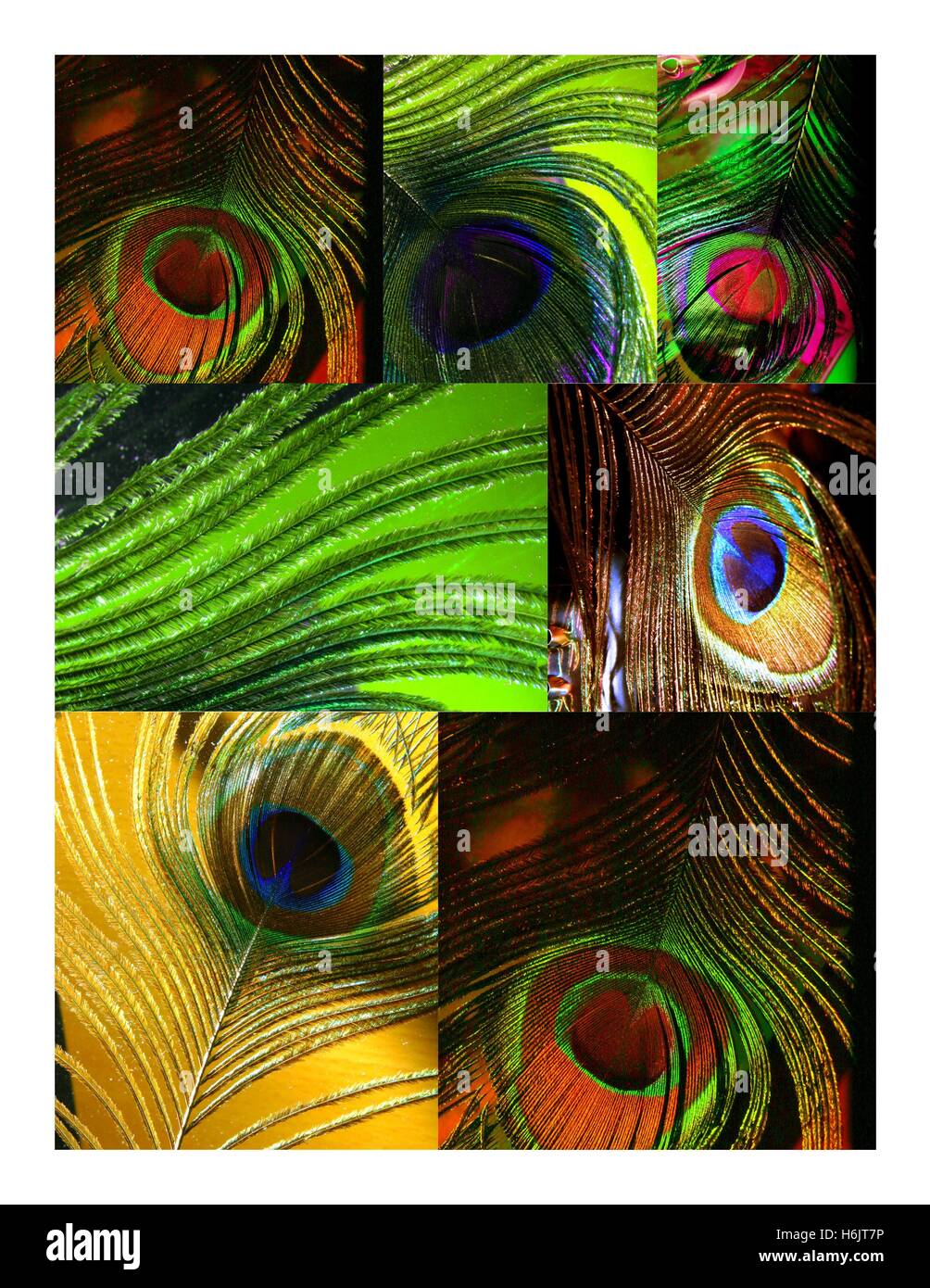 peacock feather collage Stock Photo - Alamy