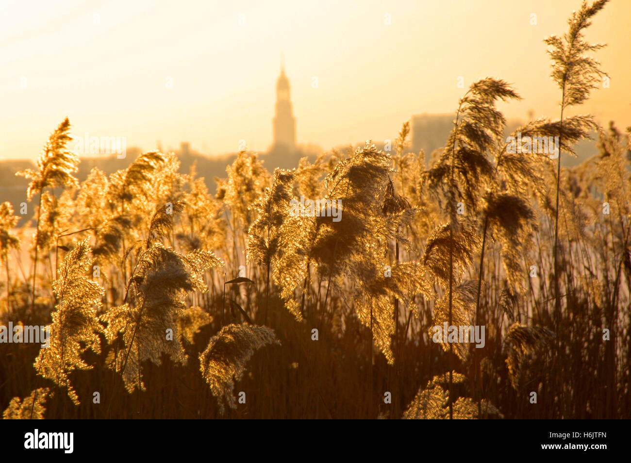 Flowers reet hi-res stock photography and images - Alamy