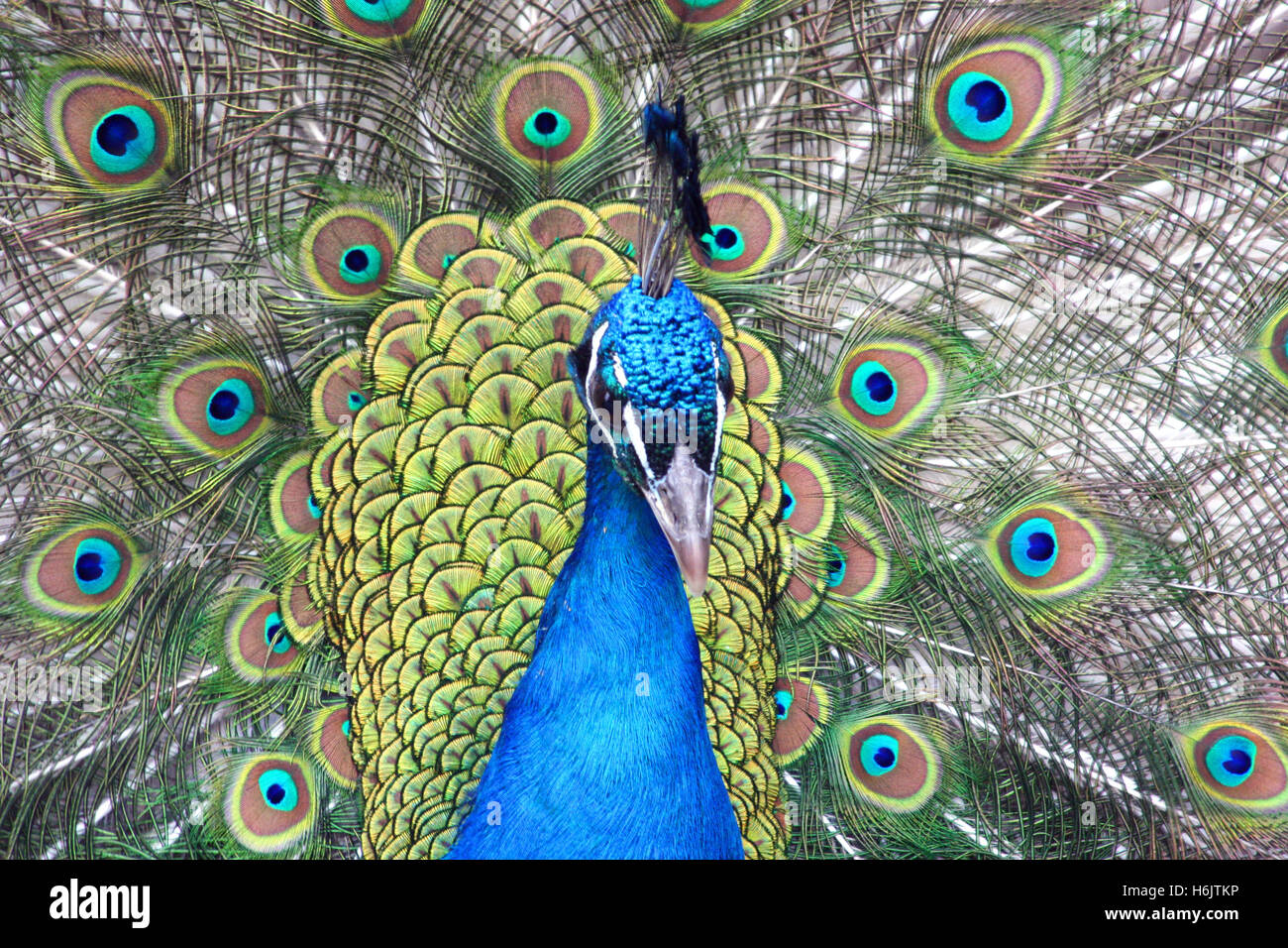 Nice bird hi-res stock photography and images - Alamy