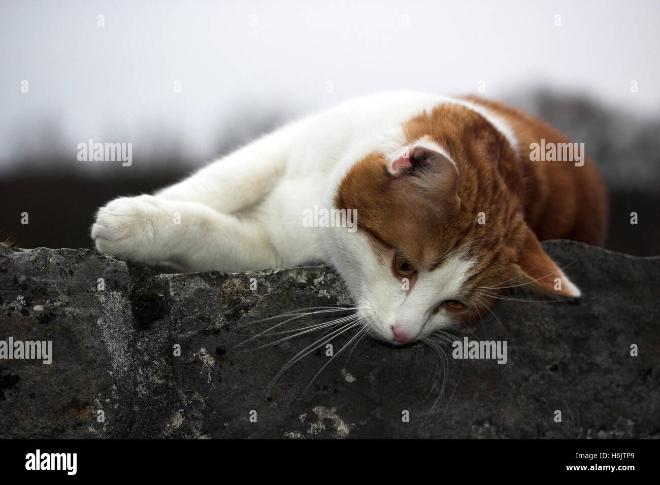 Bright animals hi-res stock photography and images - Alamy