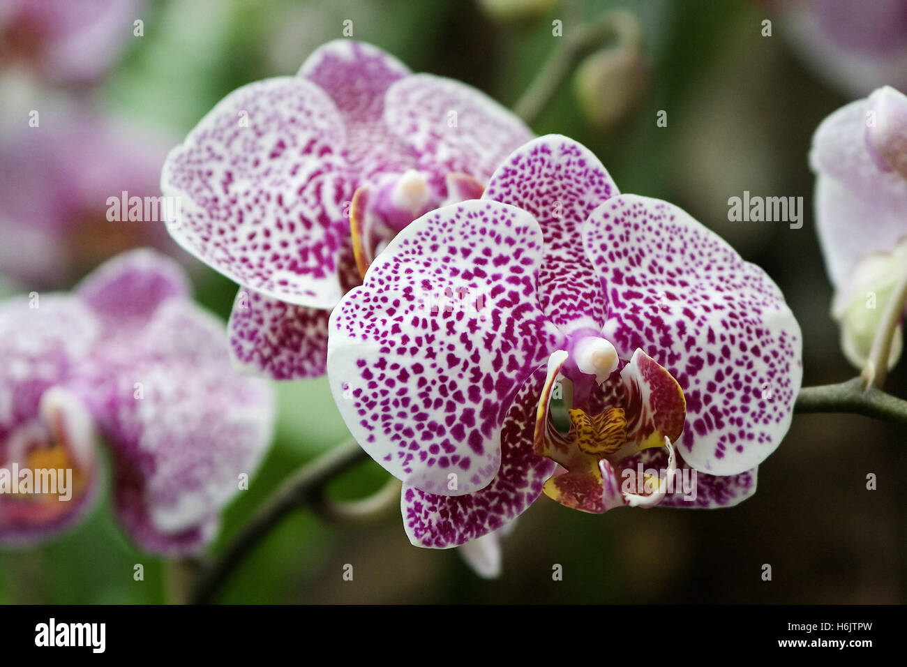 plants flowers Stock Photo - Alamy