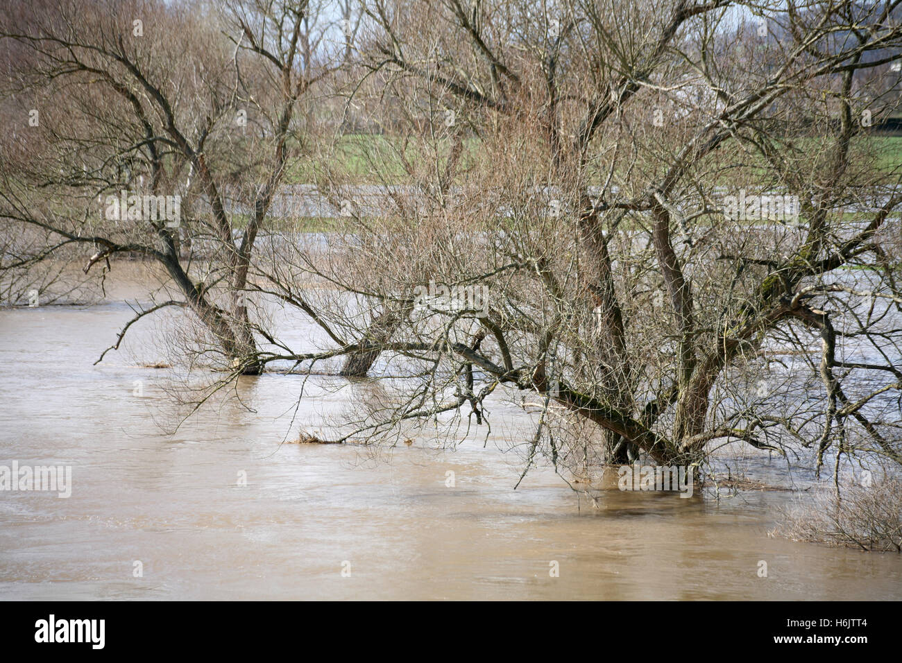 tree trees flood high tide weser lower saxony catastrophe floods ...