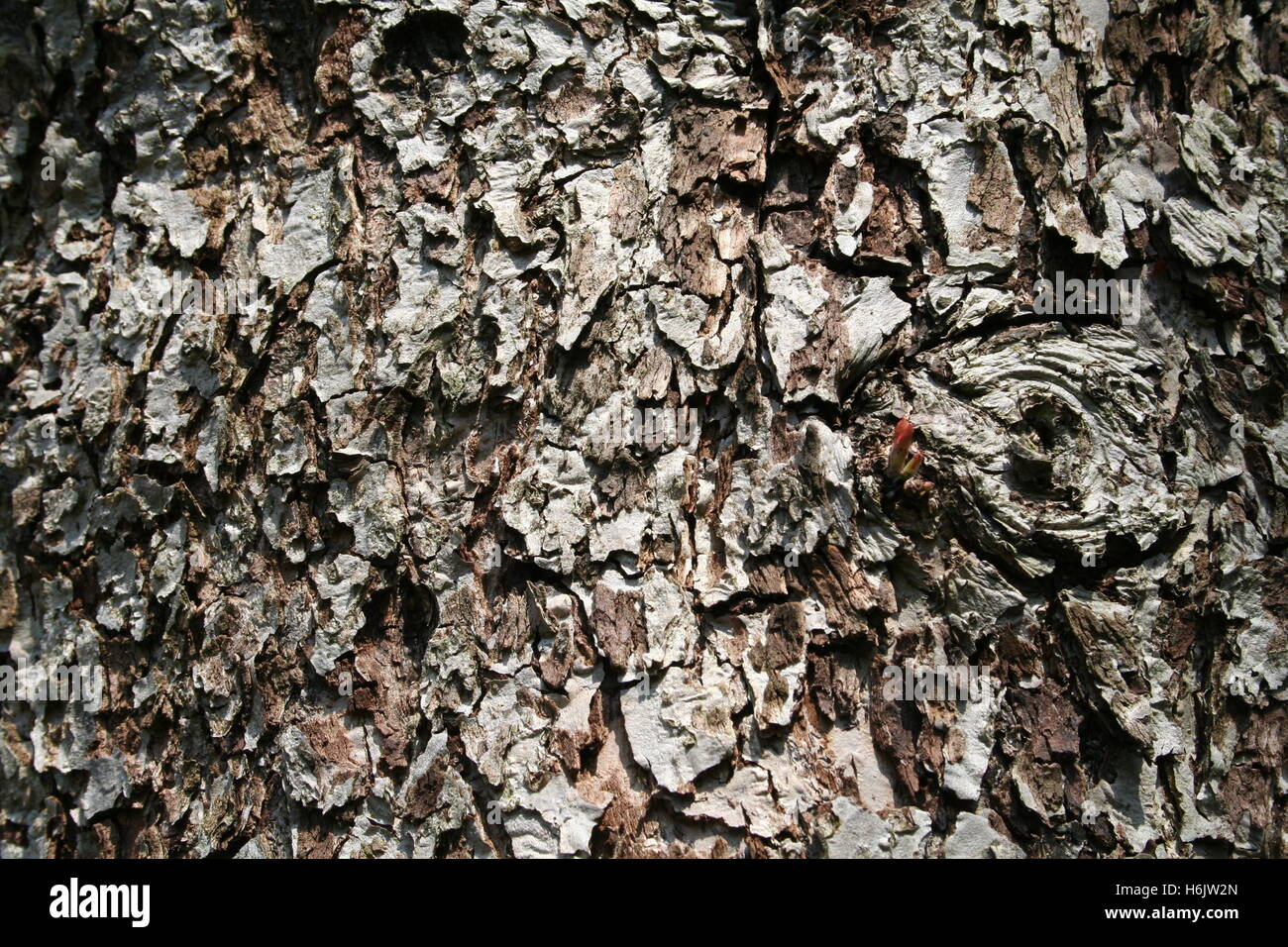 typical apple tree Stock Photo - Alamy