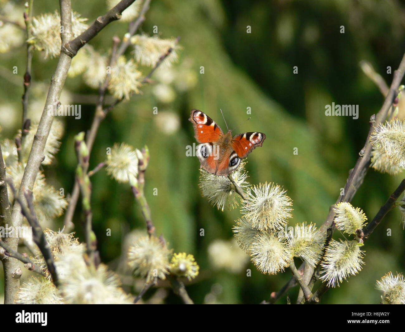 peacock in spring Stock Photo - Alamy