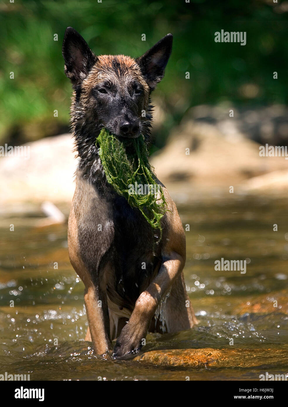 Belgian mali hi-res stock photography and images - Alamy