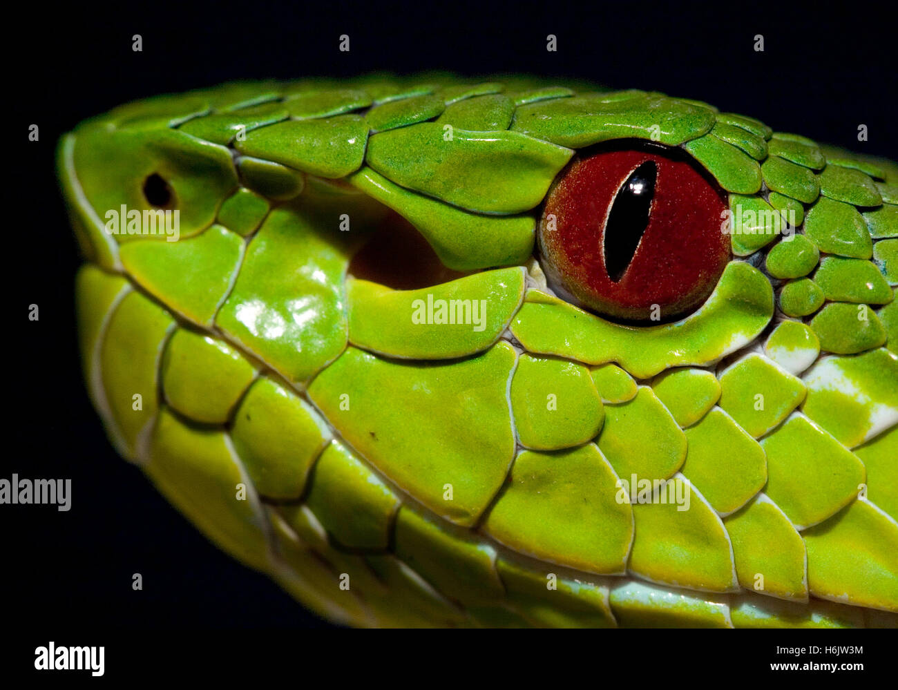 trimeresurus stejnegeri 1 Stock Photo - Alamy