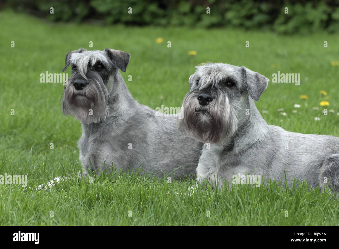 Diensthunde High Resolution Stock Photography and Images - Alamy