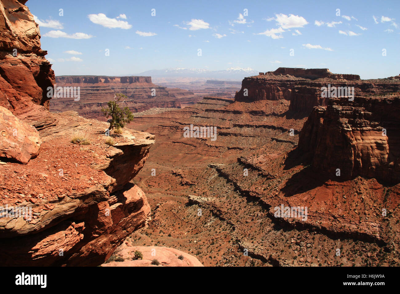 Strauch am abhang hi-res stock photography and images - Alamy