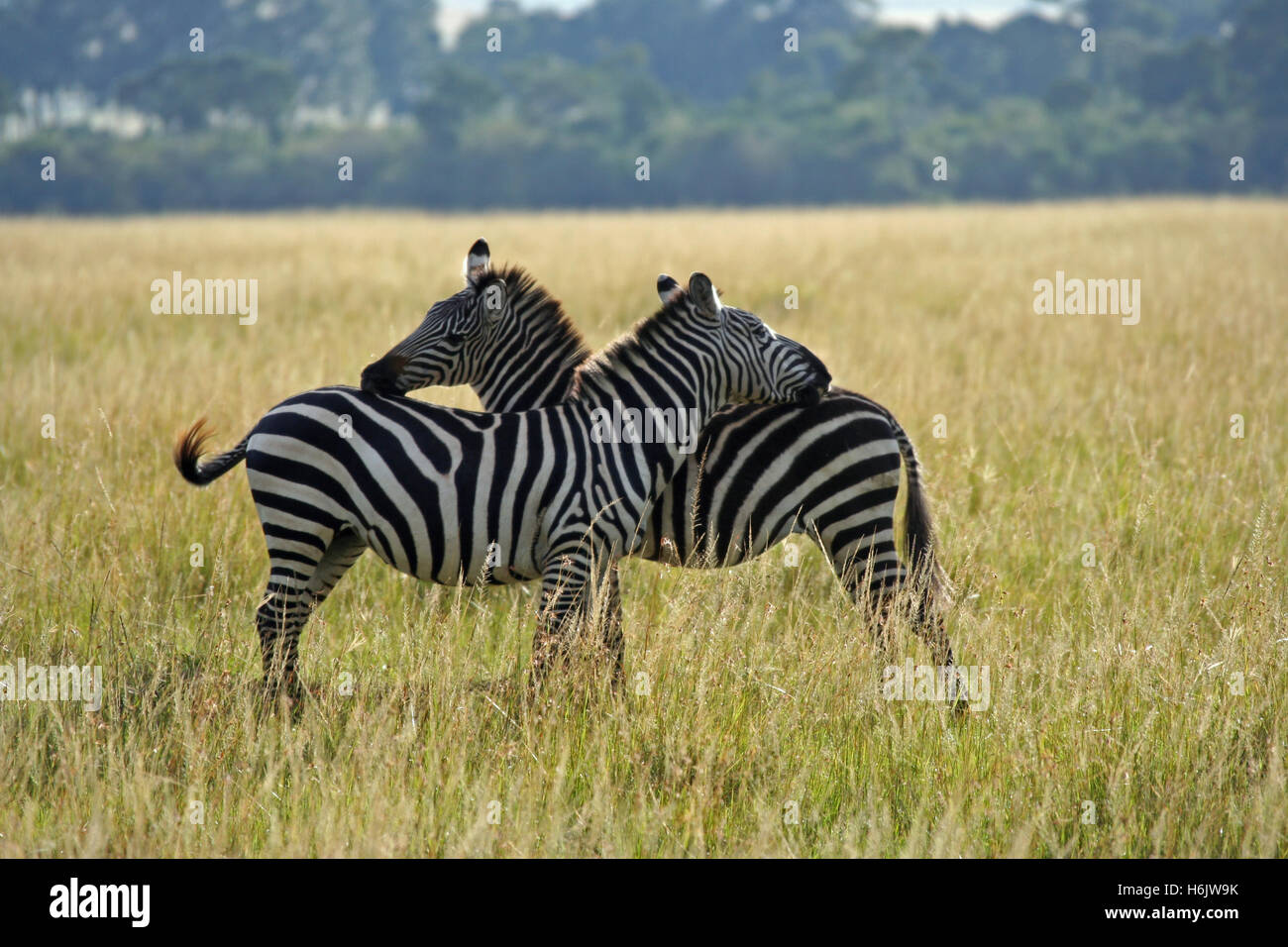 Mammals big hi-res stock photography and images - Alamy