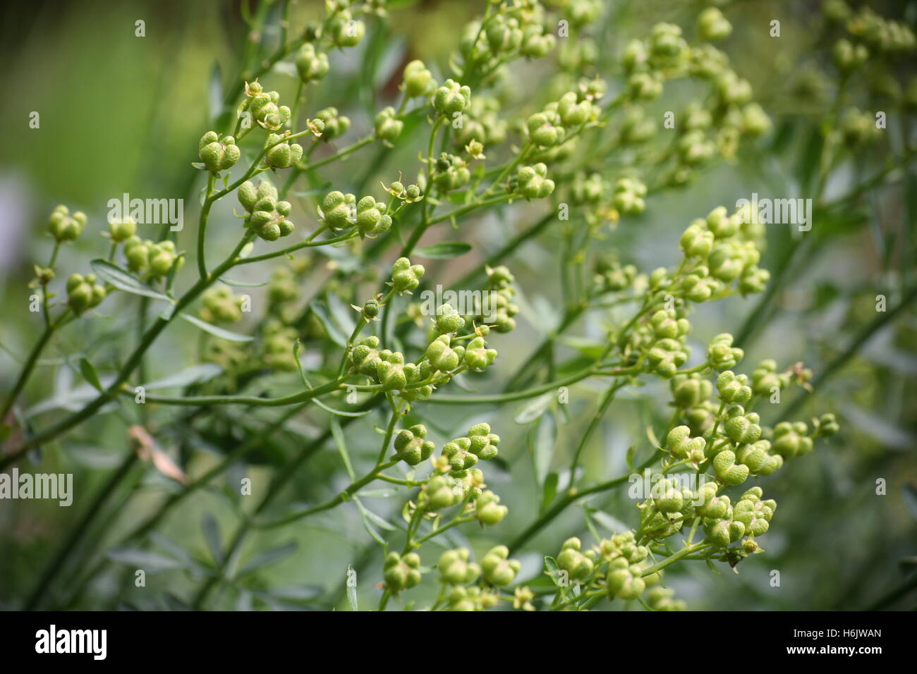 Rhombus plants hi-res stock photography and images - Alamy