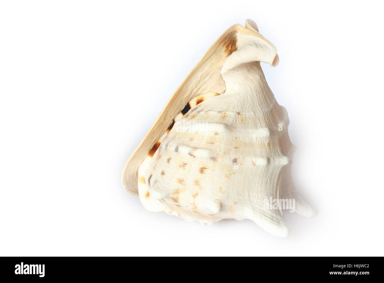 Beautiful diver Cut Out Stock Images & Pictures - Alamy