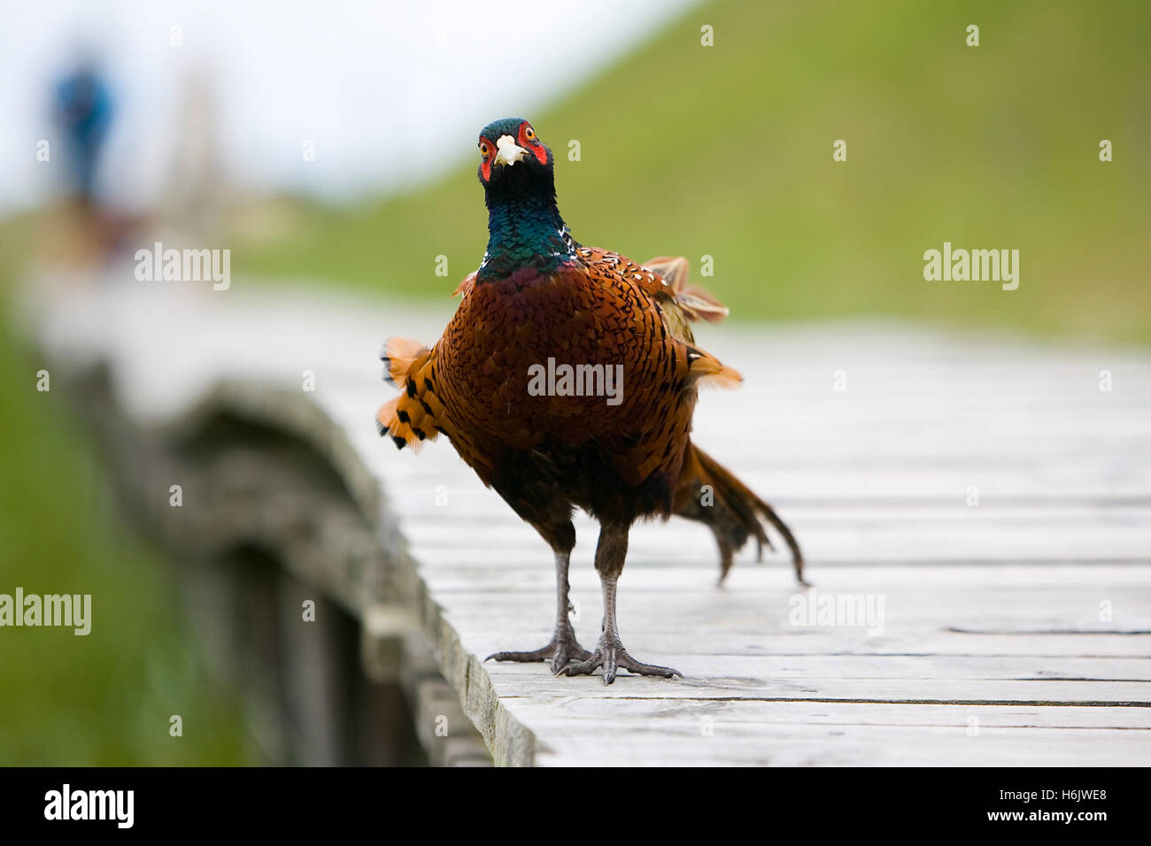 Curious pheasant hi-res stock photography and images - Alamy