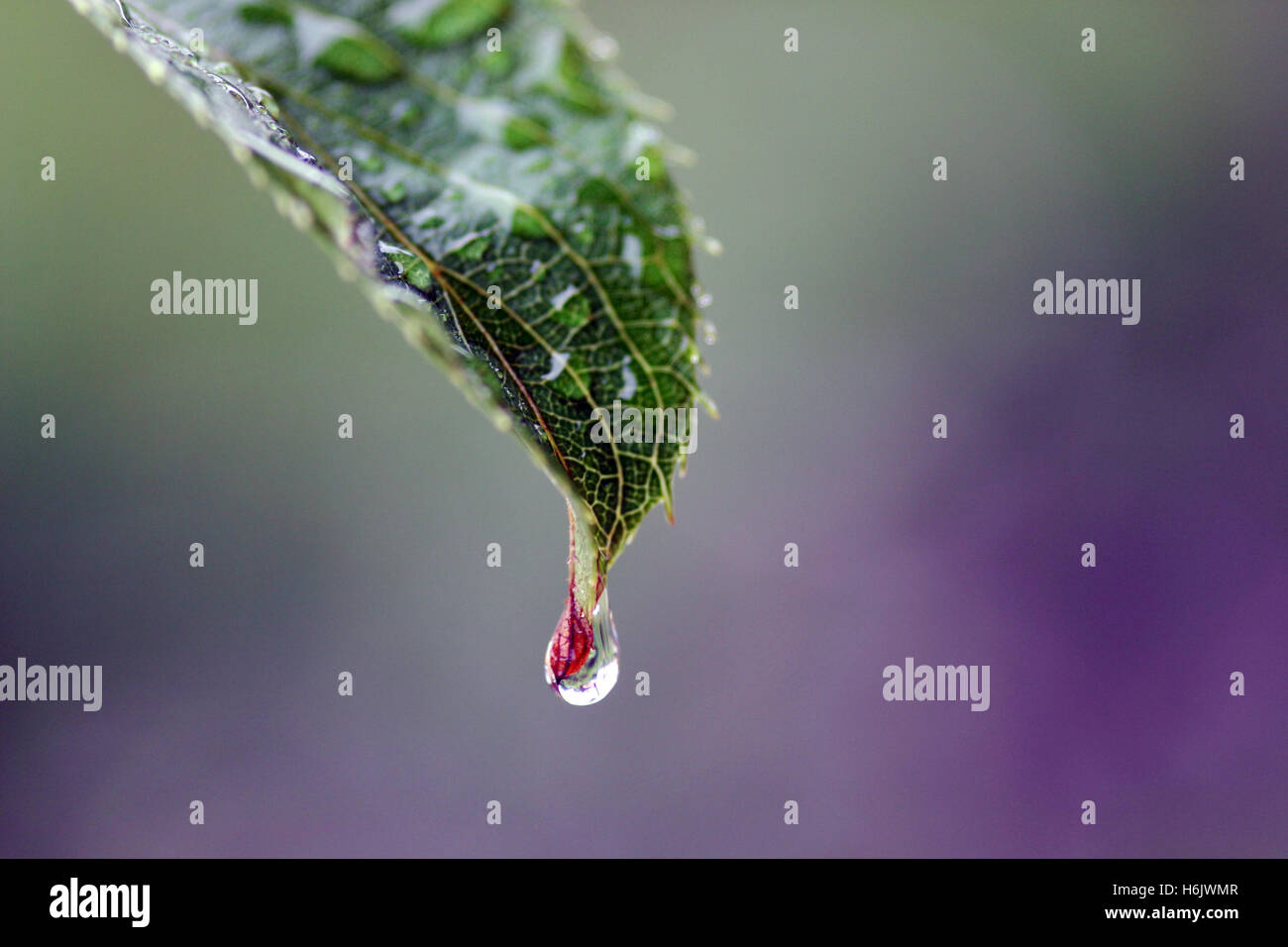 Sheet of falling water hi-res stock photography and images - Alamy