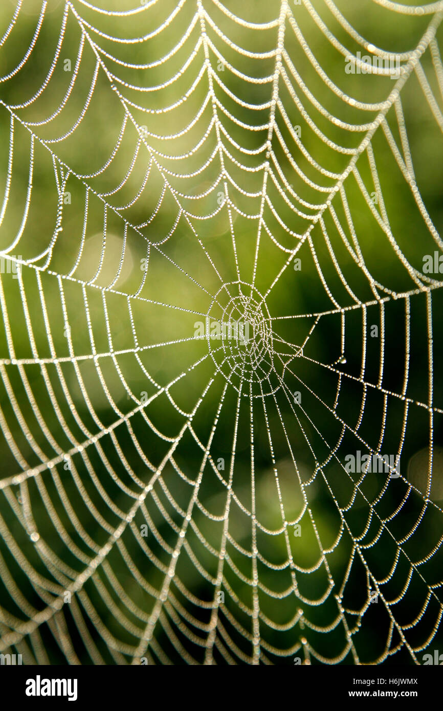 Net networking cobweb spiders hi-res stock photography and images - Alamy
