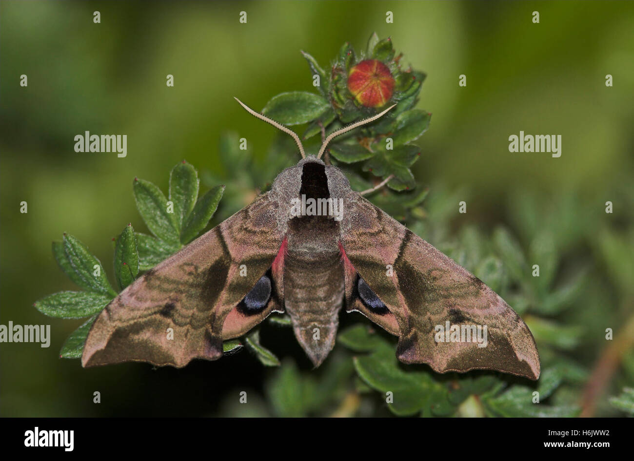 Pfauenauge hi-res stock photography and images - Alamy