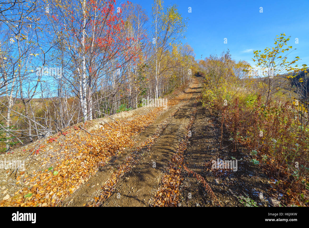 Forest road through the pass in the autumn, Sakhalin Island Stock Photo ...