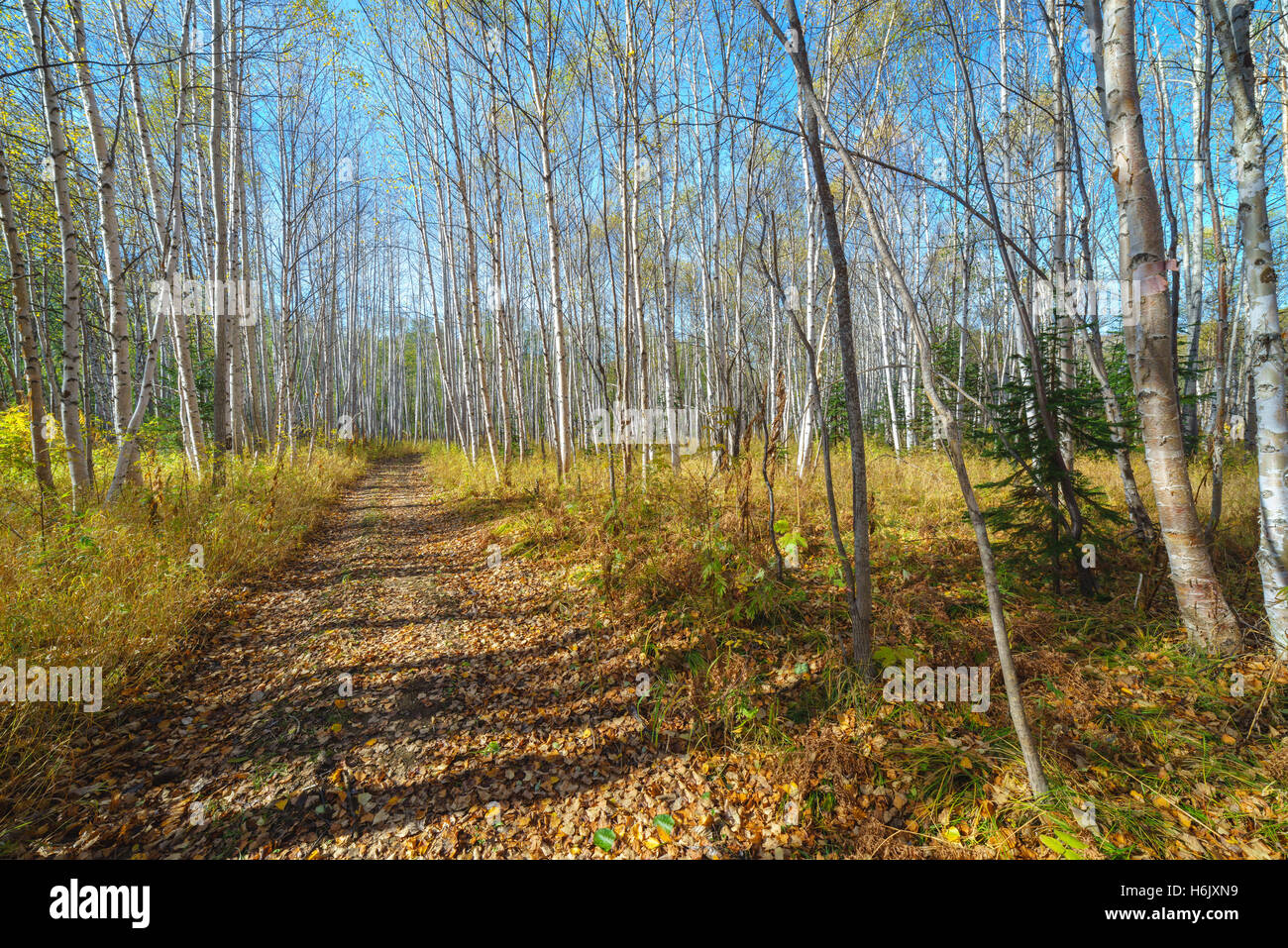 Forest road through the pass in the autumn, Sakhalin Island Stock Photo ...