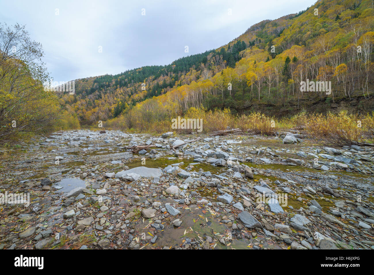 River in the rays of the autumn sun, Sakhalin Island Stock Photo - Alamy
