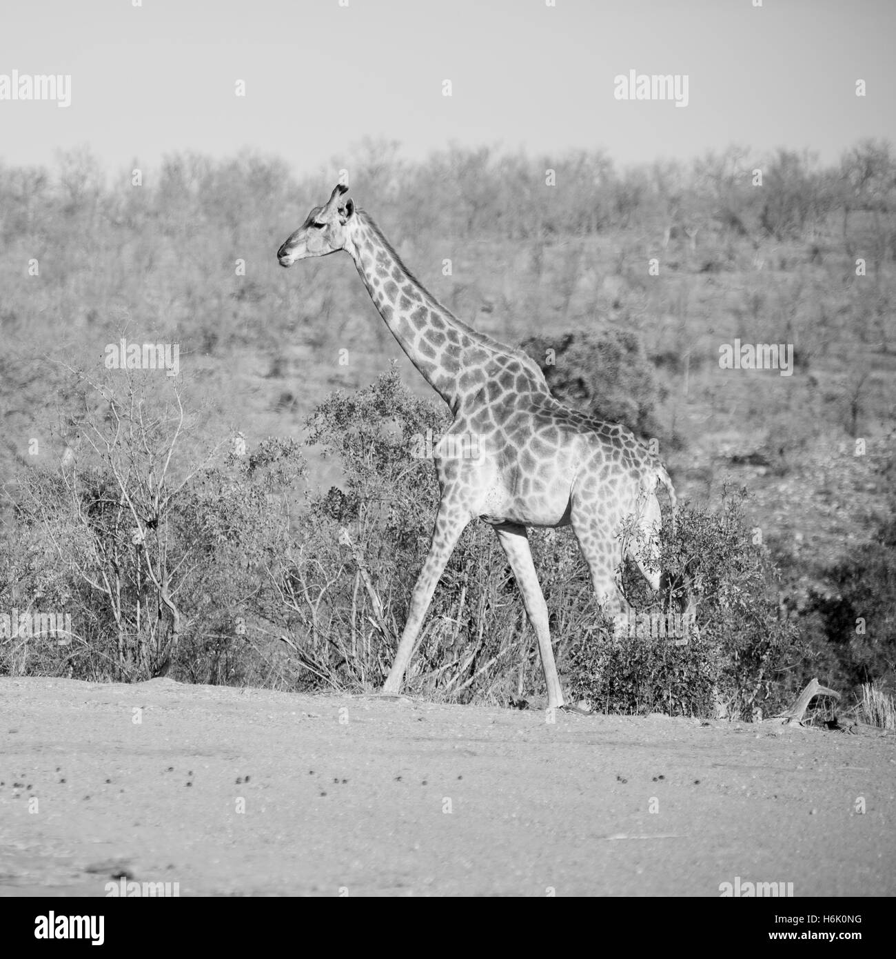 blur in south africa kruger wildlife nature reserve and wild giraffe ...