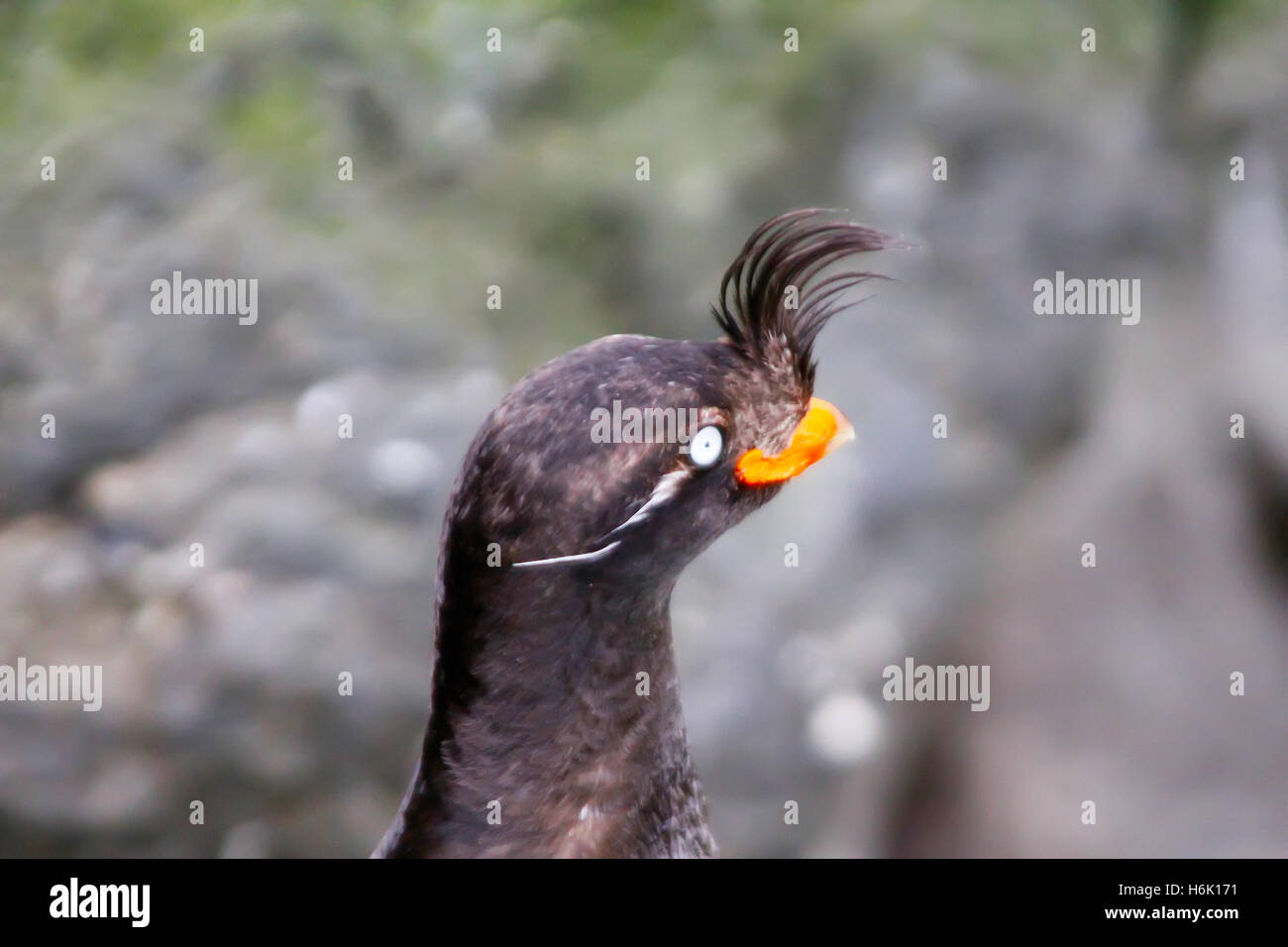the Crested Auklet (Aethia cristatella) Commander islands Stock Photo ...