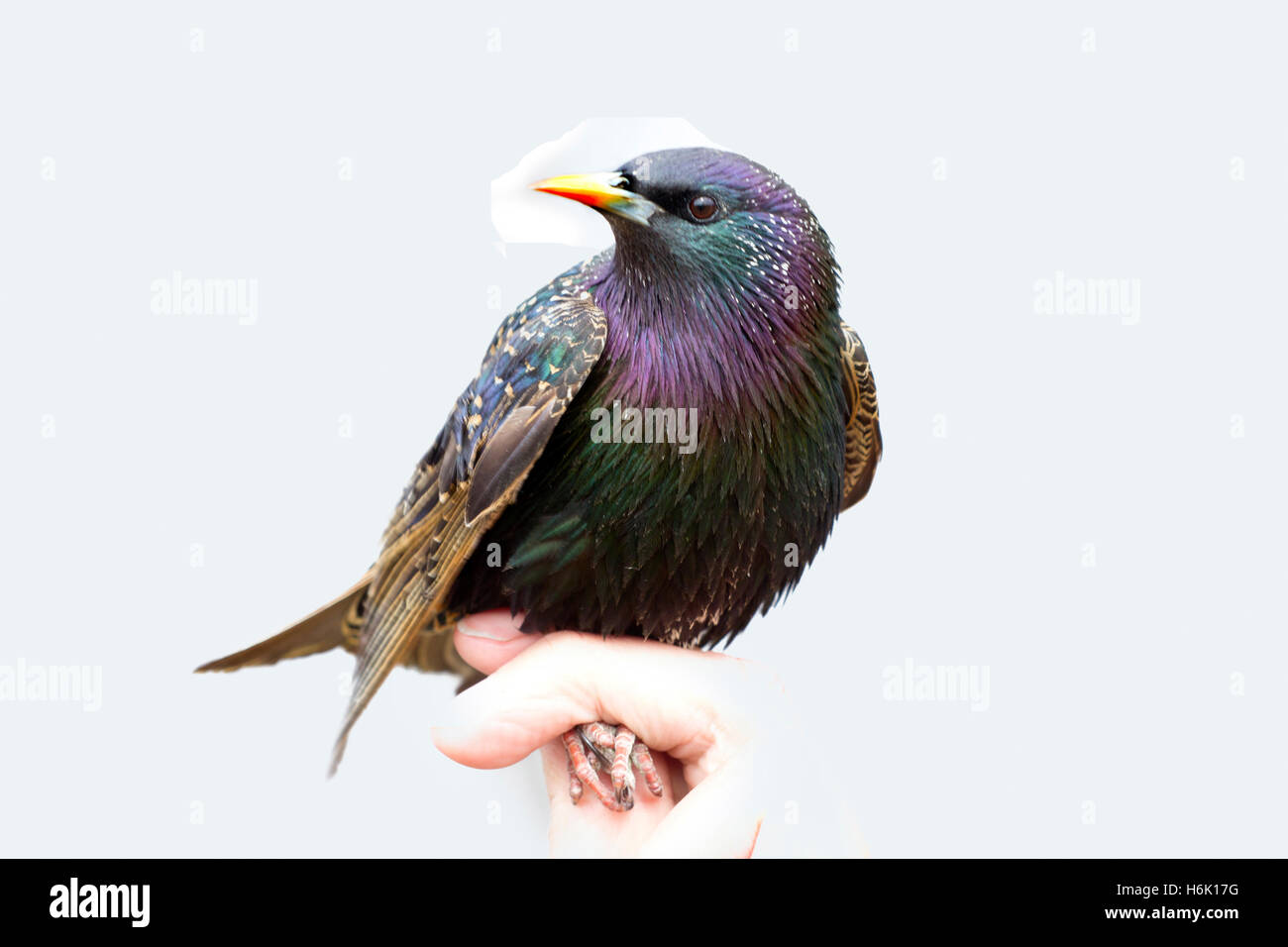 spring bright starling on a white background Stock Photo - Alamy