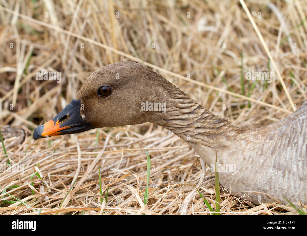 bean goose close up in the spring Stock Photo - Alamy
