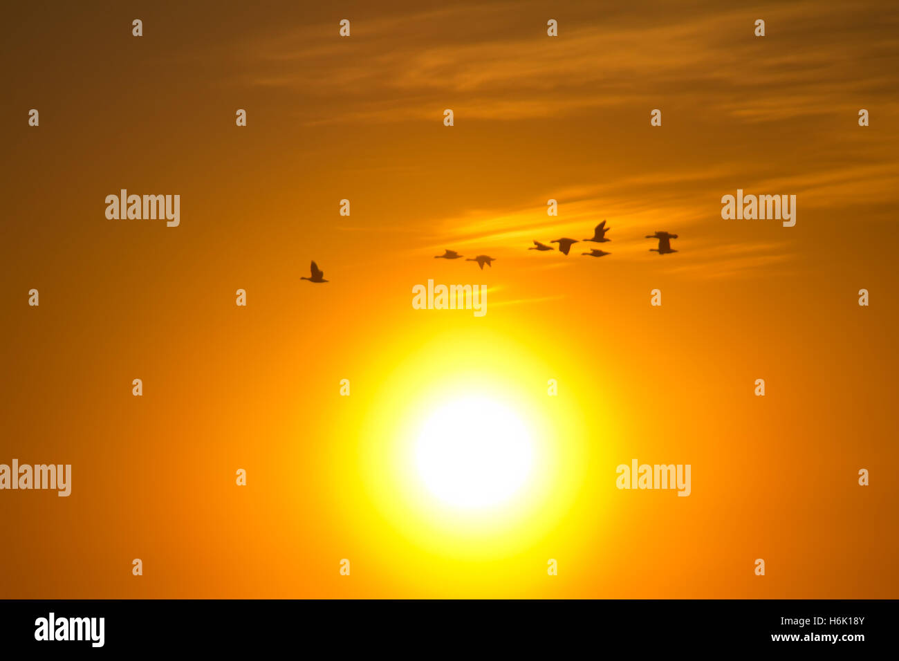 Romantic picture. Flight of pack of geese against the sunset sun Stock ...