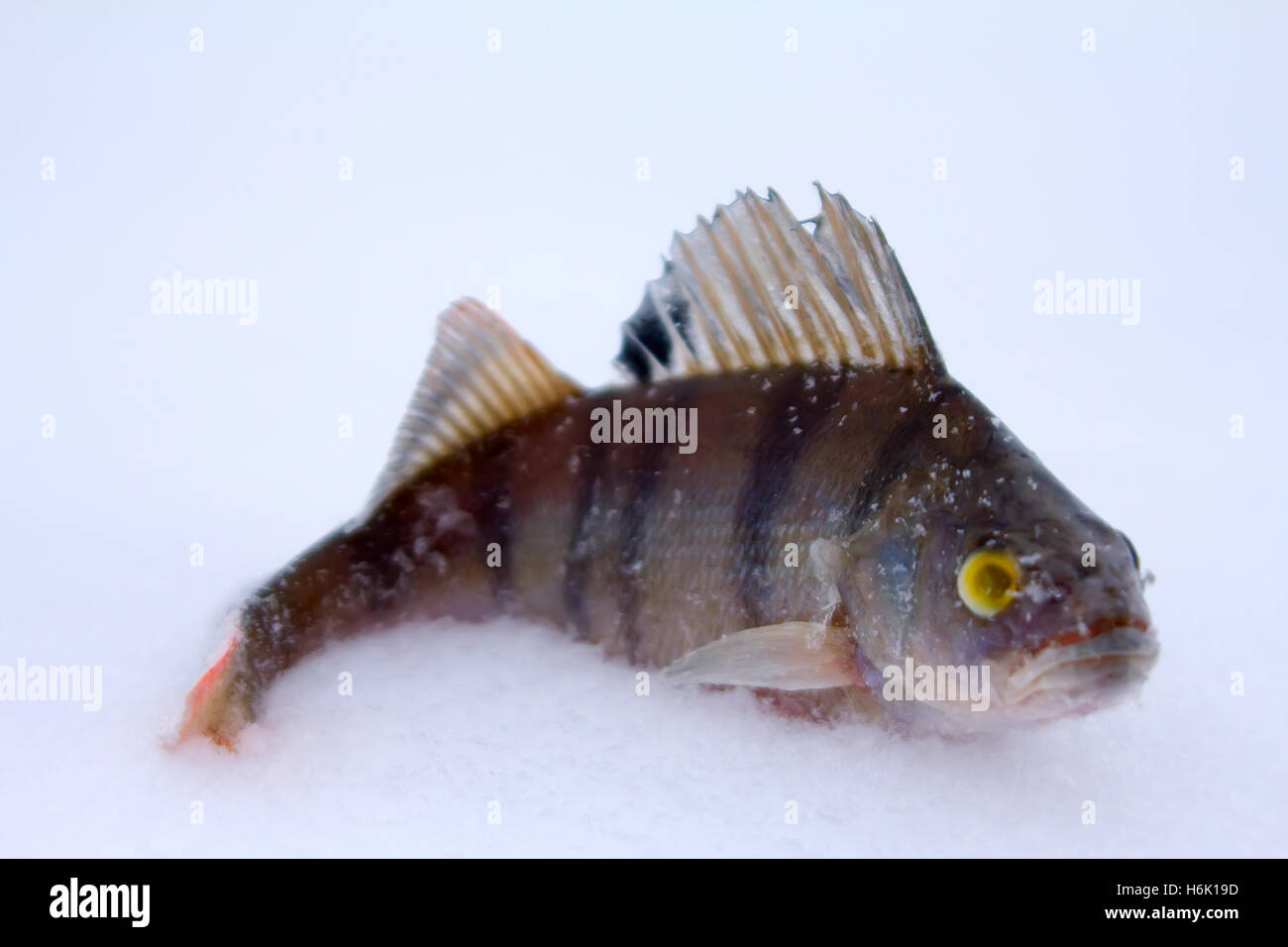 catching of a perch on lakes in the middle of the winter Stock Photo ...