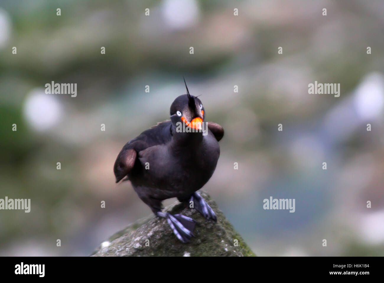 the Crested Auklet (Aethia cristatella) Commander islands Stock Photo ...