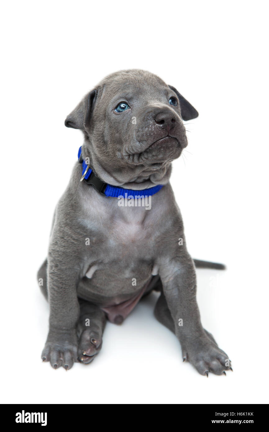 Thai ridgeback puppy isolated on white Stock Photo - Alamy