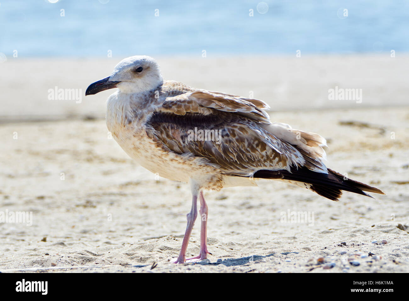 Pretty common gull on the beach a summer day Stock Photo - Alamy