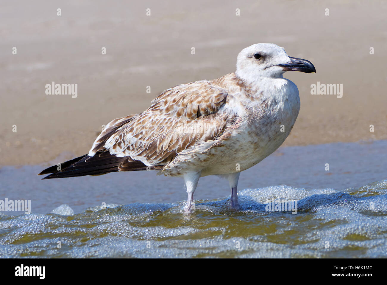 Pretty common gull on the beach a summer day Stock Photo - Alamy