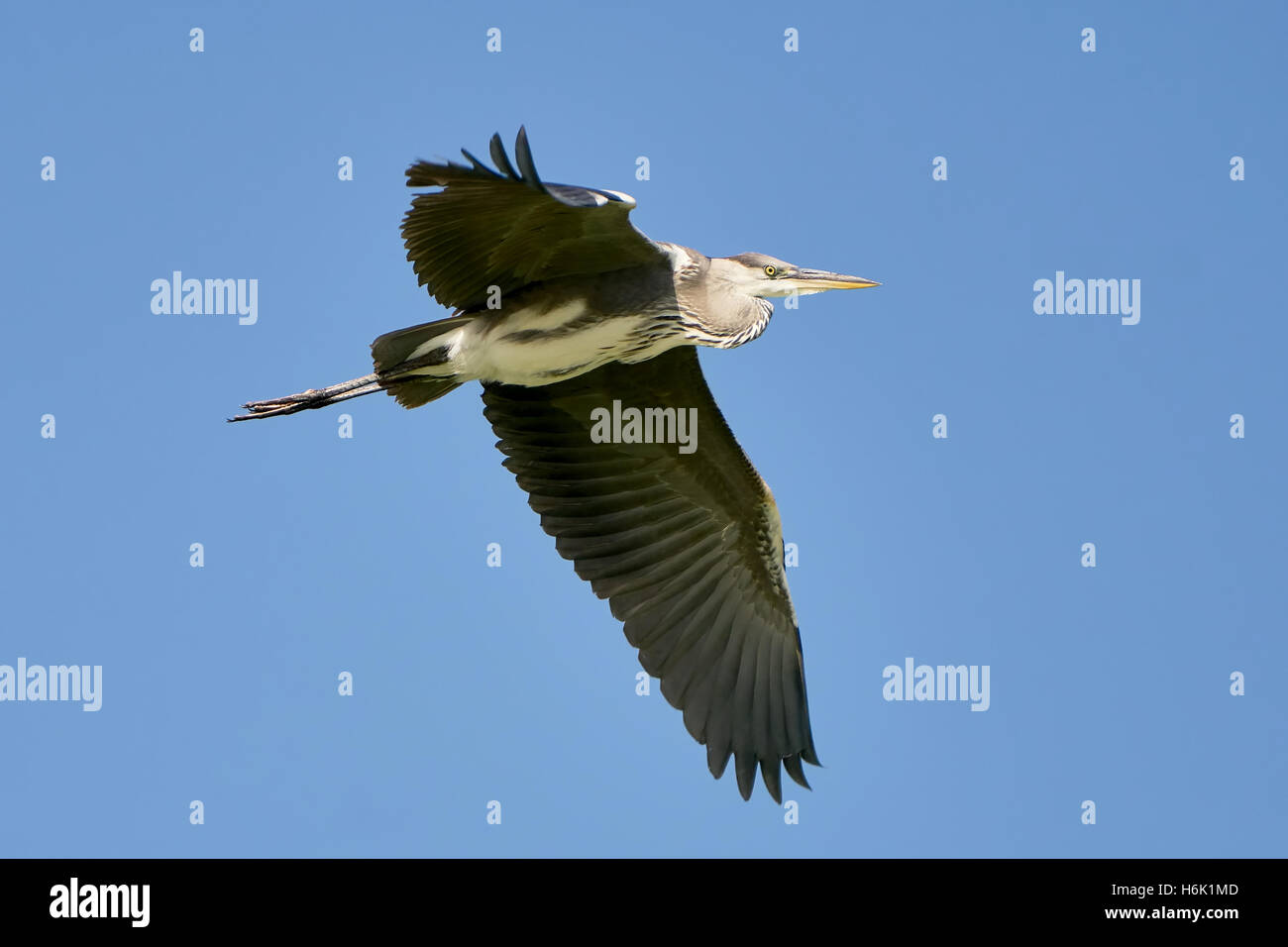 Heron in flight hi-res stock photography and images - Alamy