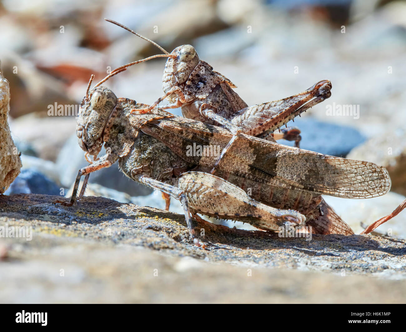 Grasshoppers hi-res stock photography and images - Alamy