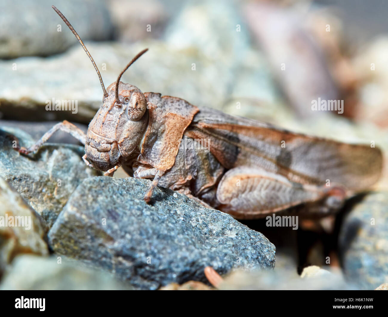 Little brown grasshopper closeup Stock Photo - Alamy