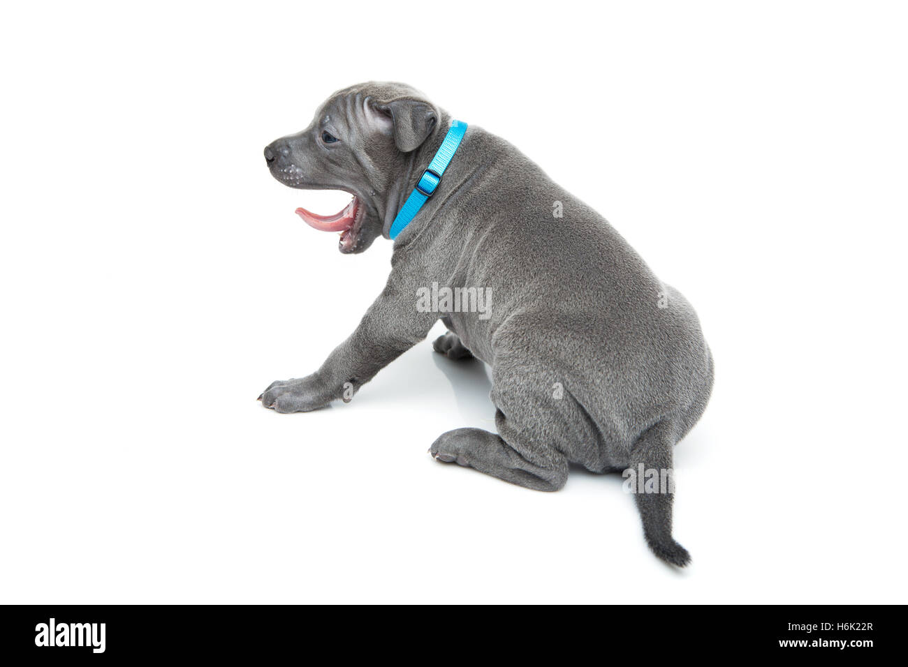 Thai ridgeback puppy yawning Stock Photo - Alamy