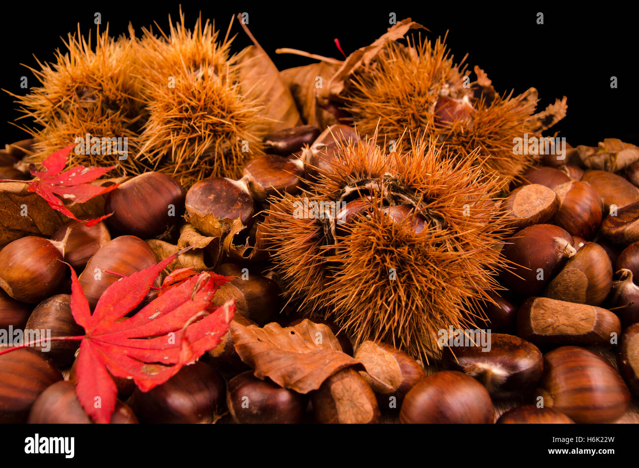 Chestnut wallpaper hi-res stock photography and images - Alamy