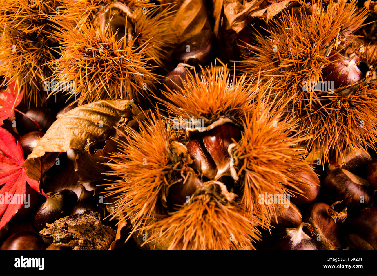Chestnut wallpaper hi-res stock photography and images - Alamy