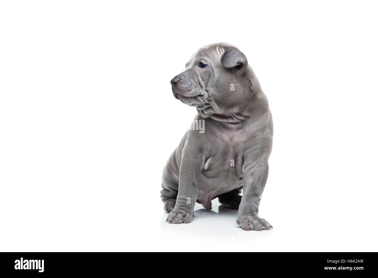 Thai ridgeback puppy isolated on white Stock Photo - Alamy