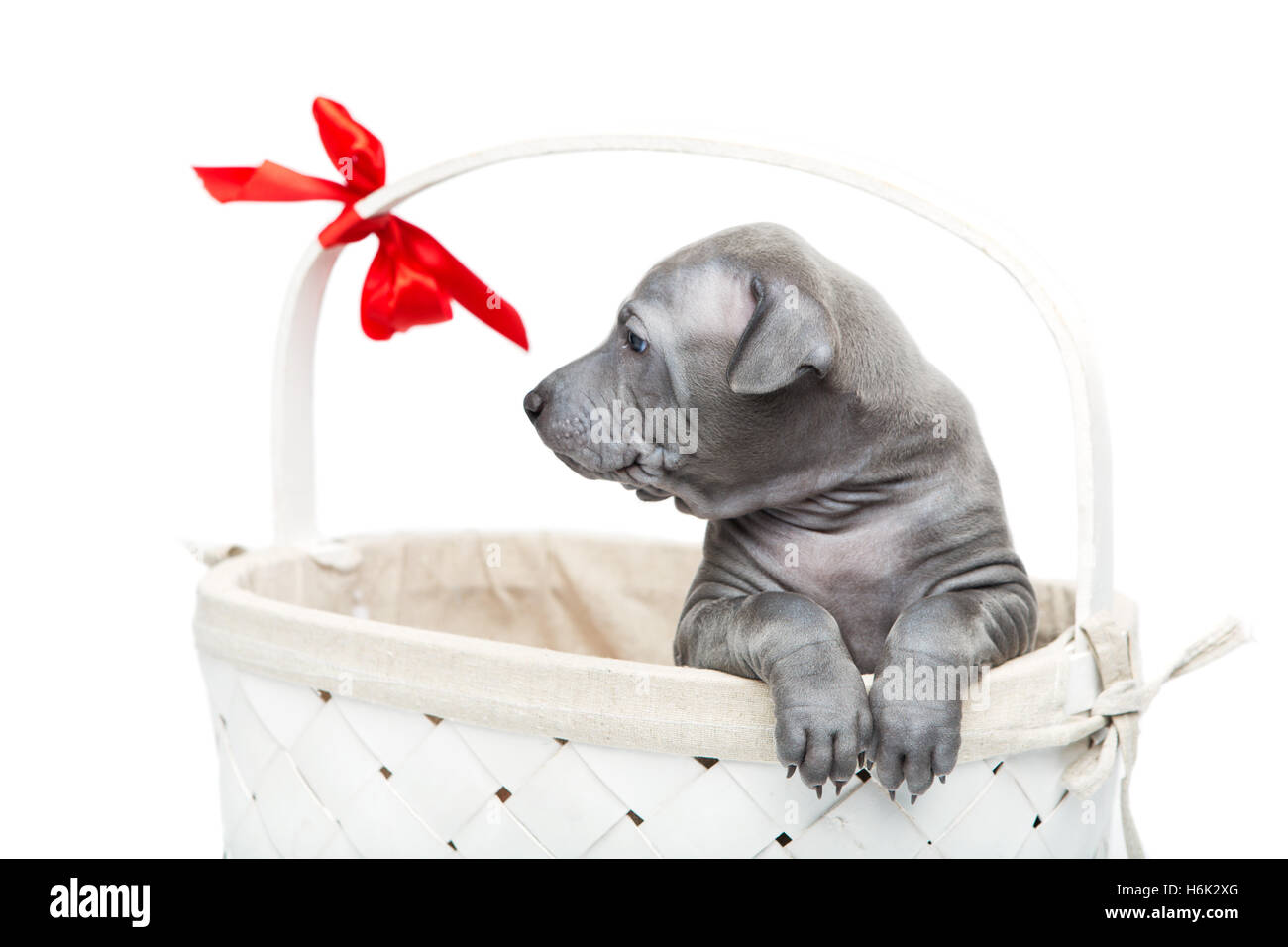 Thai ridgeback puppy in basket isolated on white Stock Photo - Alamy